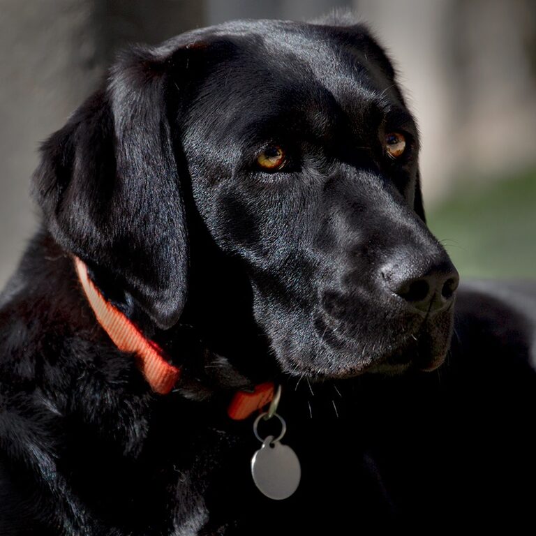 My Hearing Dog, Merlin - Assistance Dogs Program