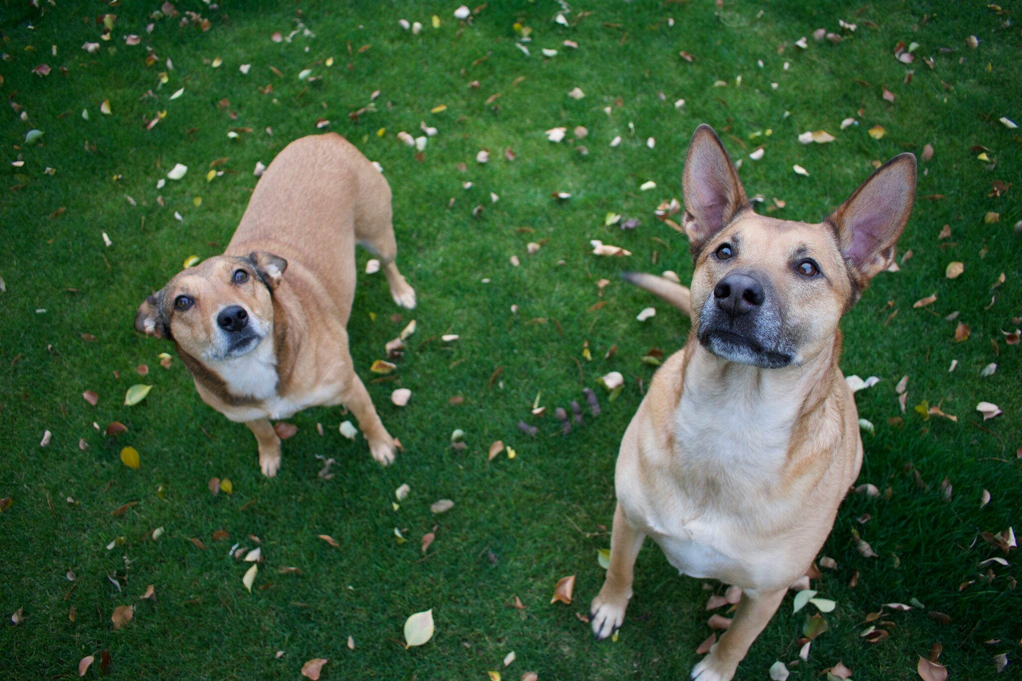 About Us - Assistance Dogs